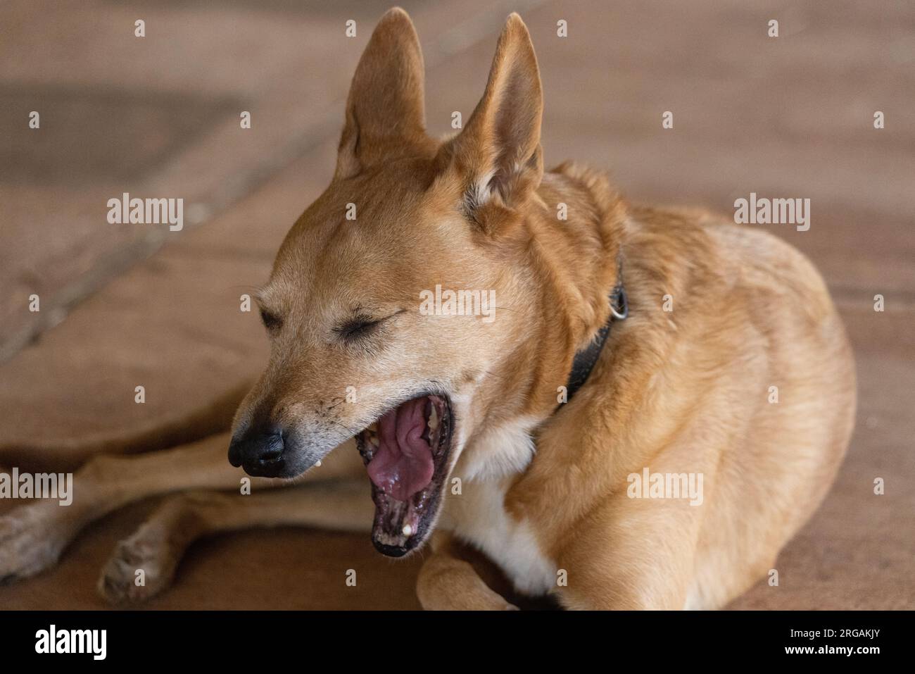 Adorable dixie dingo dog yawning, Western Australia Stock Photo - Alamy