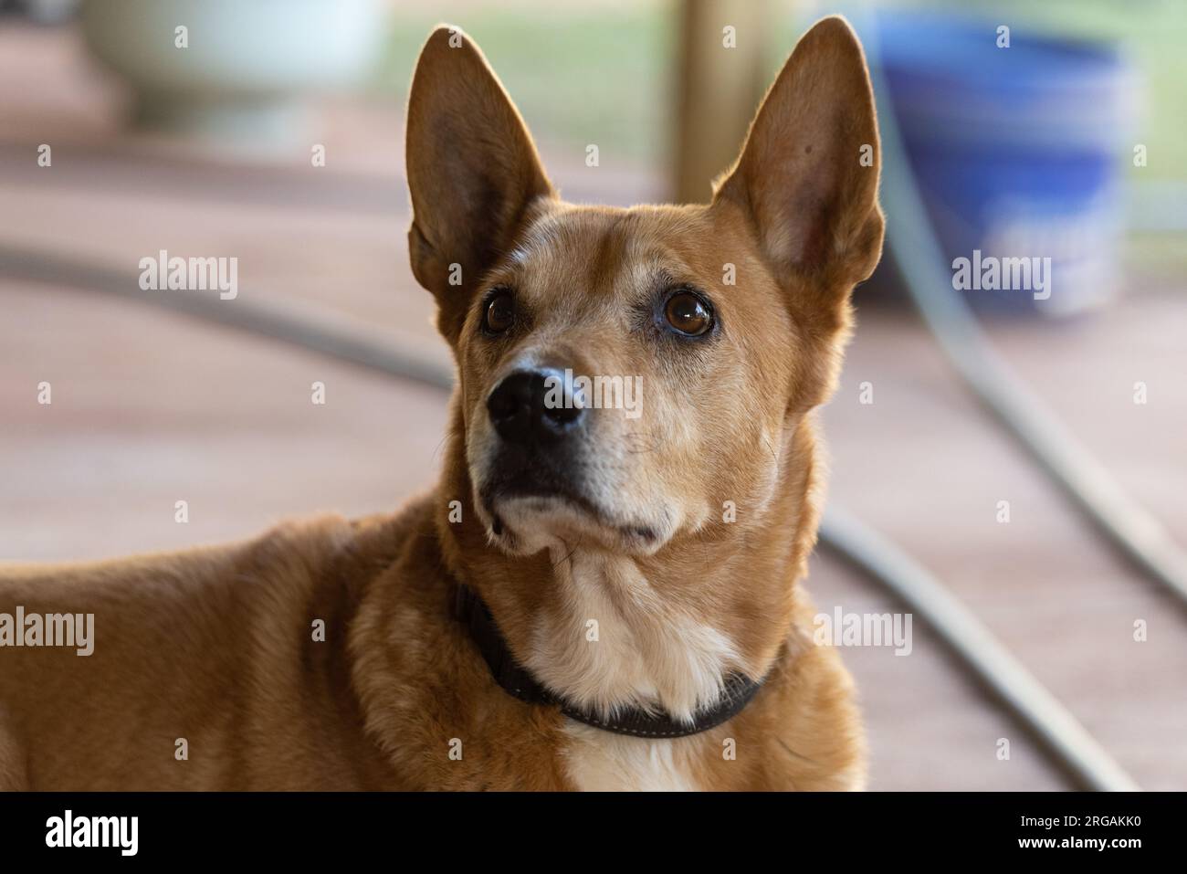 Adorable dixie dingo dog panting and running, Western Australia Stock ...