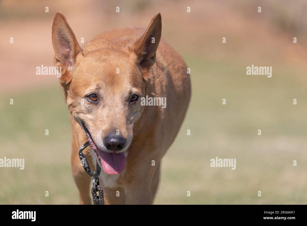 Adorable dixie dingo dog panting and running, Western Australia Stock ...