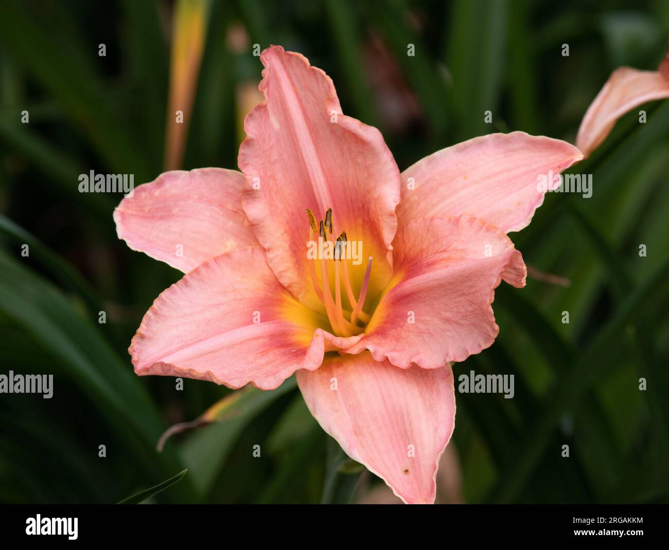 Hemerocallis 'Barbara Mitchell' Stock Photo - Alamy