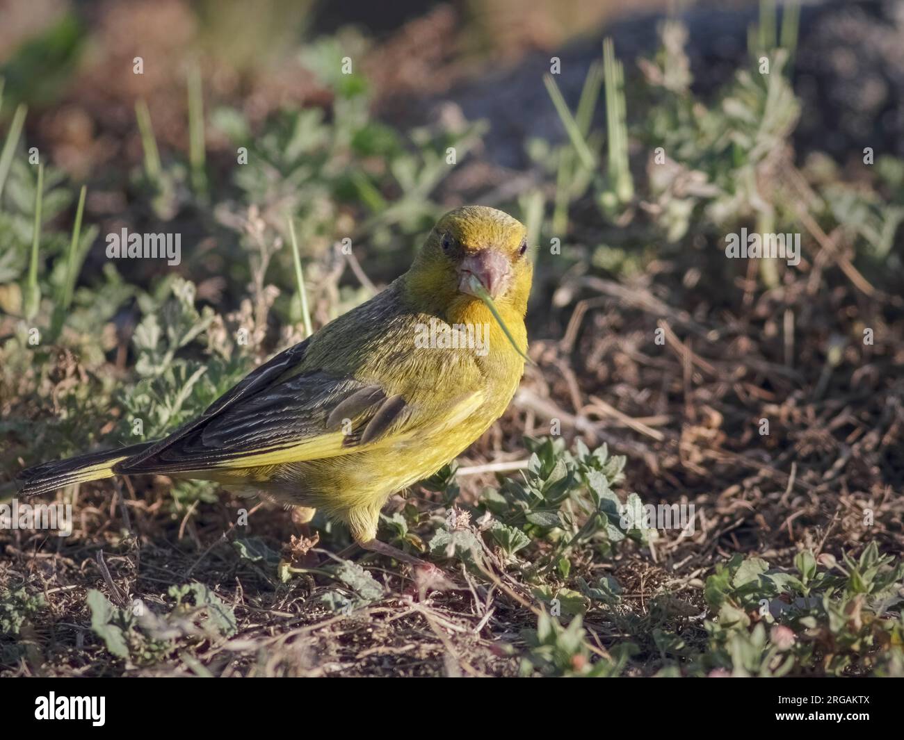 Northern european greenfinch hi-res stock photography and images - Alamy