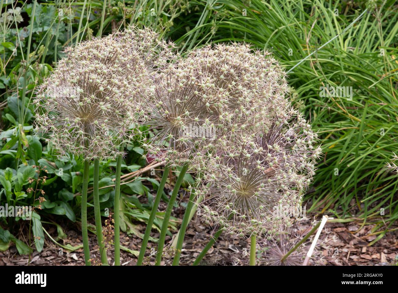 Allium seed heads hi-res stock photography and images - Alamy