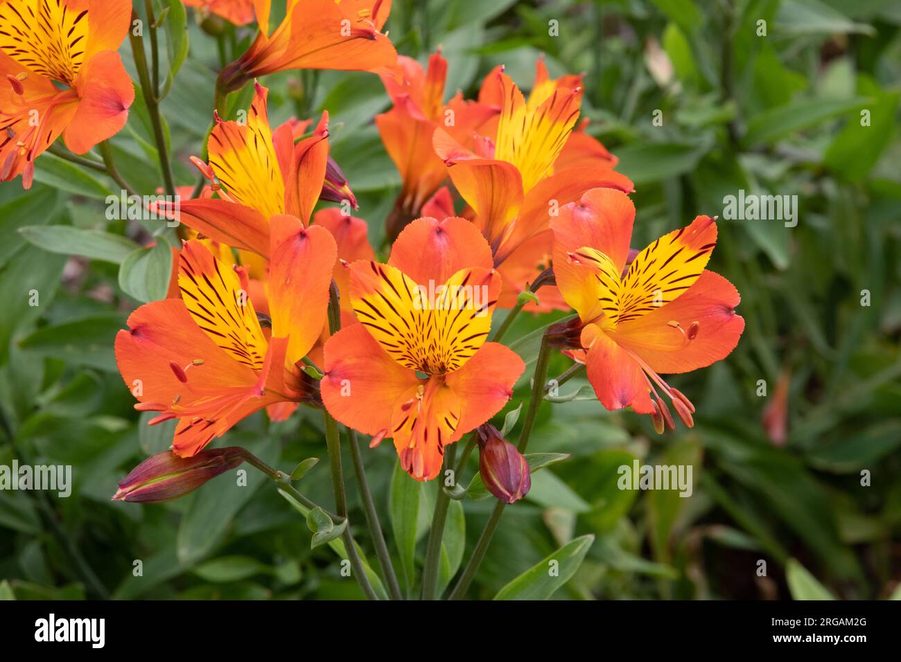 Alstroemeriaceae hi-res stock photography and images - Alamy