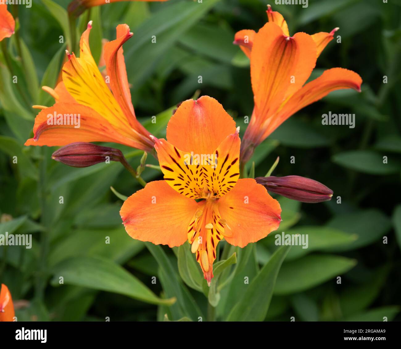 Alstroemeriaceae hi-res stock photography and images - Alamy