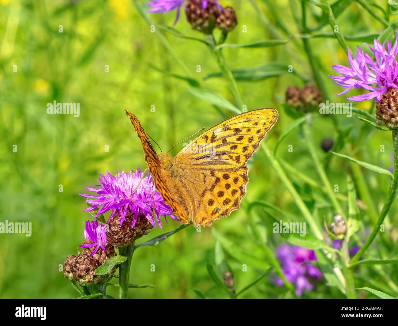 Orange butterfly sits on pink thistle flower Stock Photo - Alamy