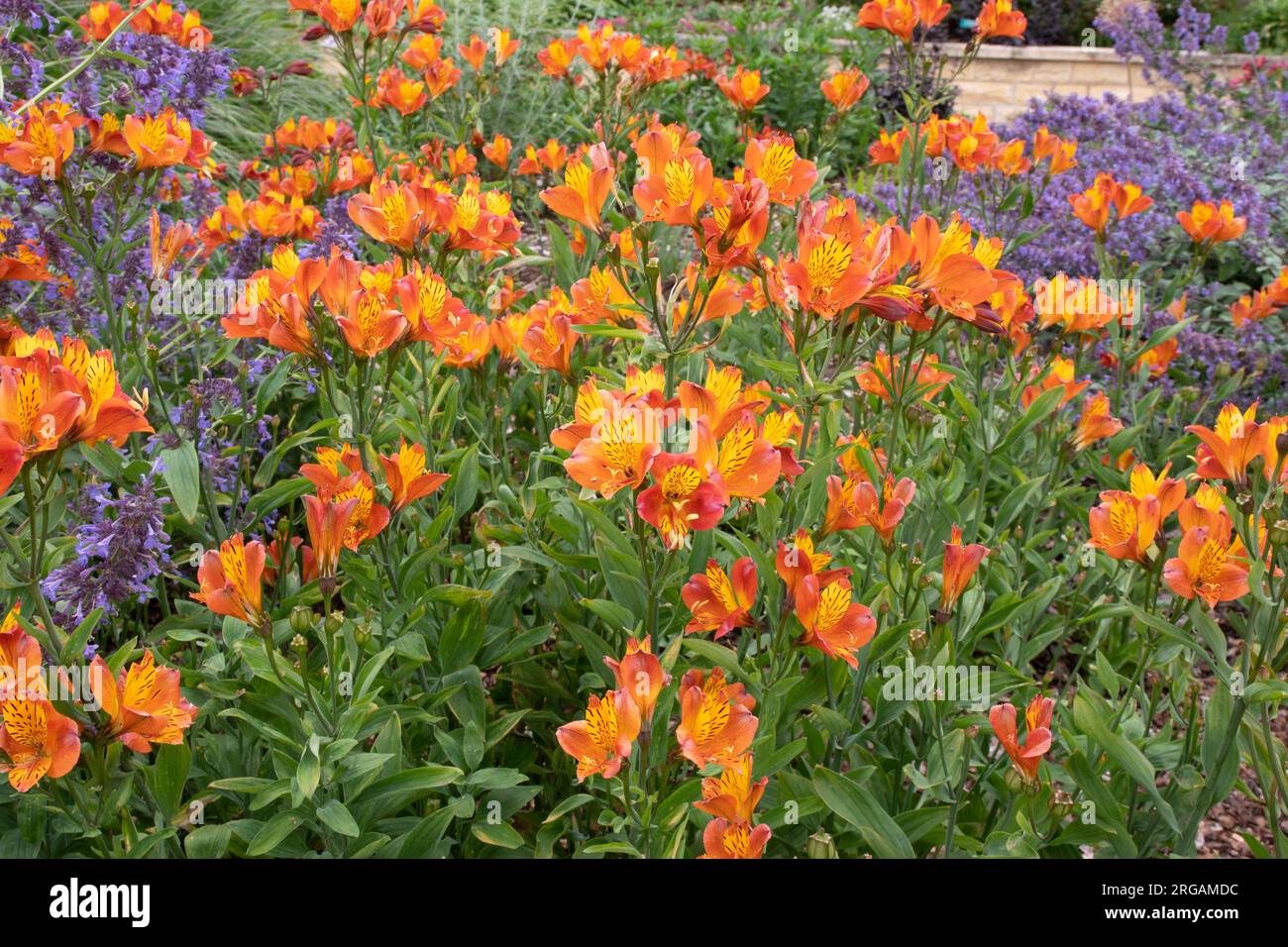 Perennial with orange flowers hi-res stock photography and images - Alamy