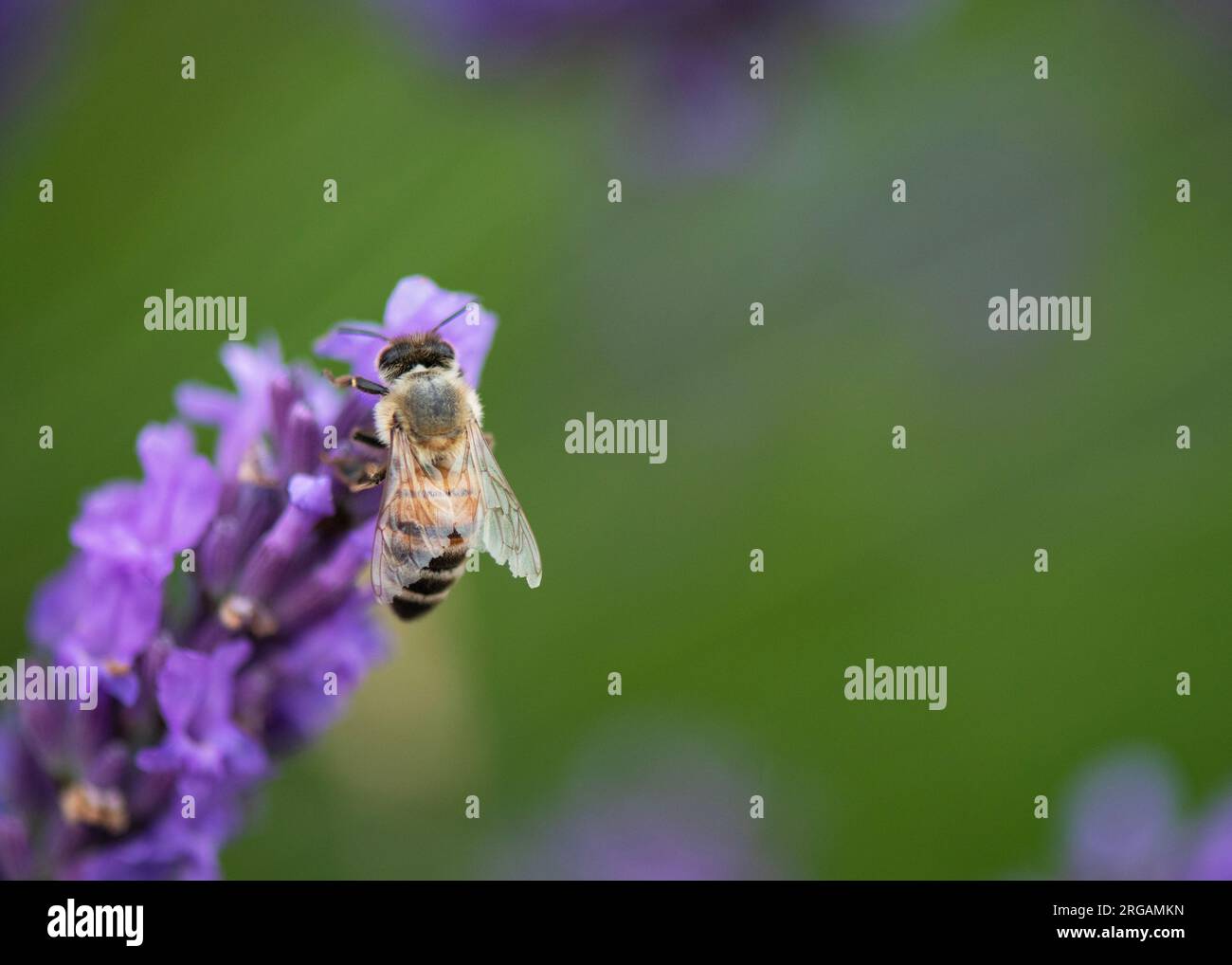 macro honey bee background resting on colourful lavender negative space ...