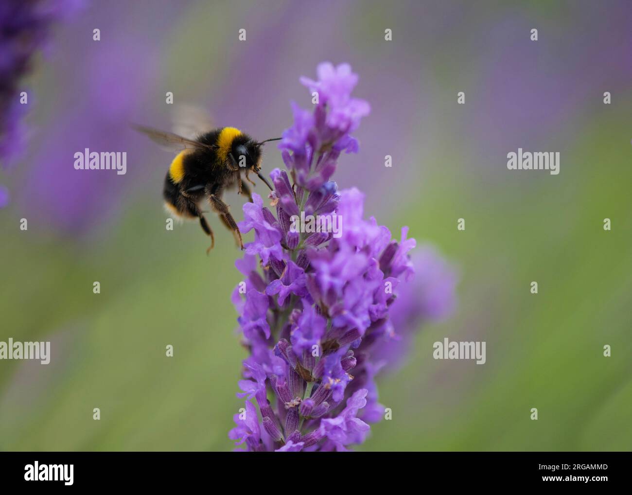 Buff-tailed bumblebee in flight landing on deep purple lavender on a ...