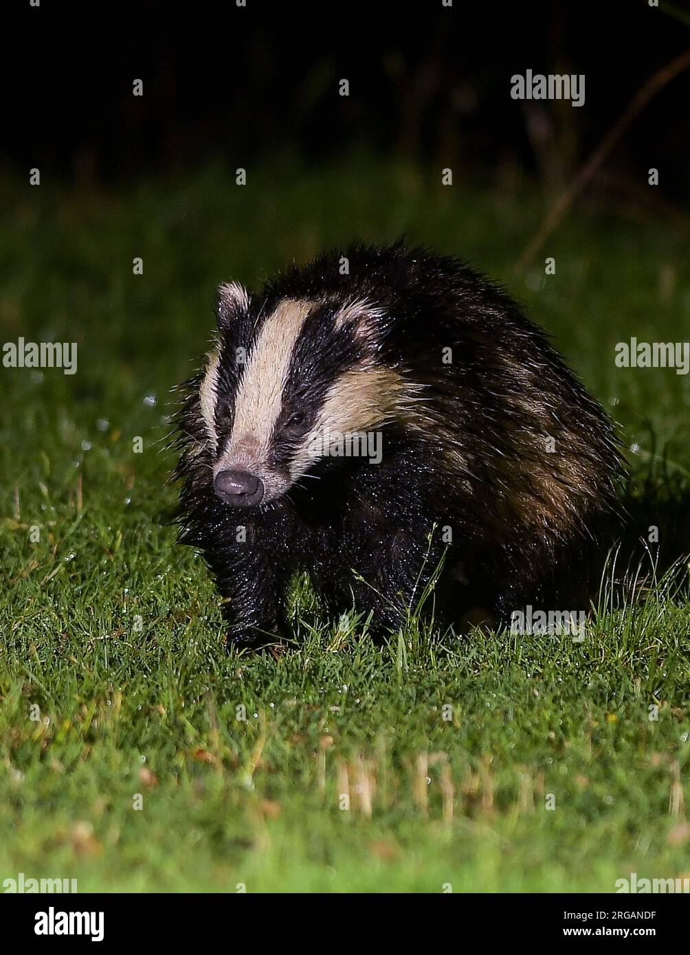 Badger cubs in uk hi-res stock photography and images - Alamy