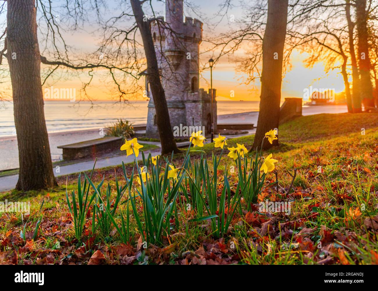 Daffodils at the beach hi-res stock photography and images - Alamy