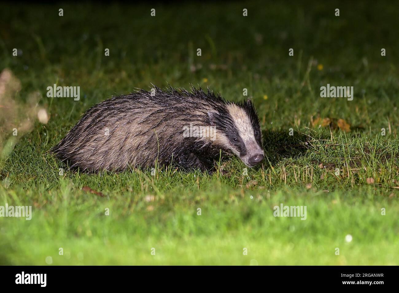 Badger cubs in uk hi-res stock photography and images - Alamy