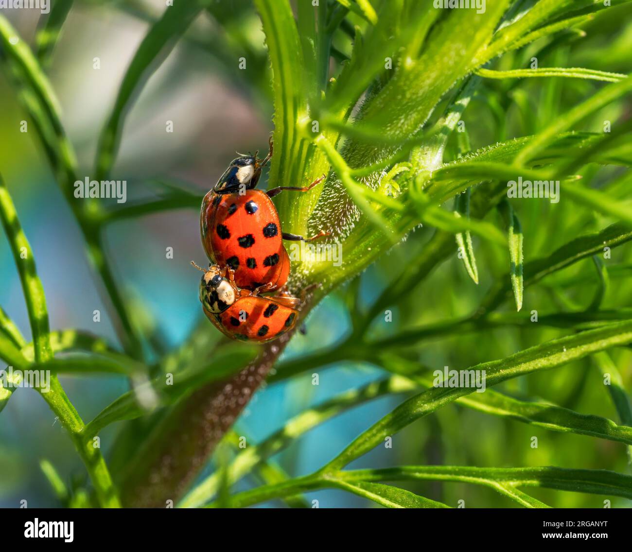 Macro of a ladybug couple on a plant Stock Photo - Alamy