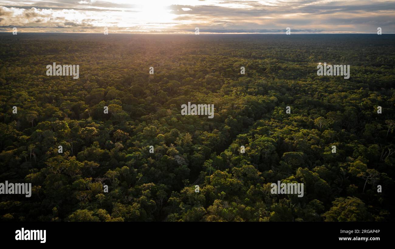 árboles gigantes hi-res stock photography and images - Alamy