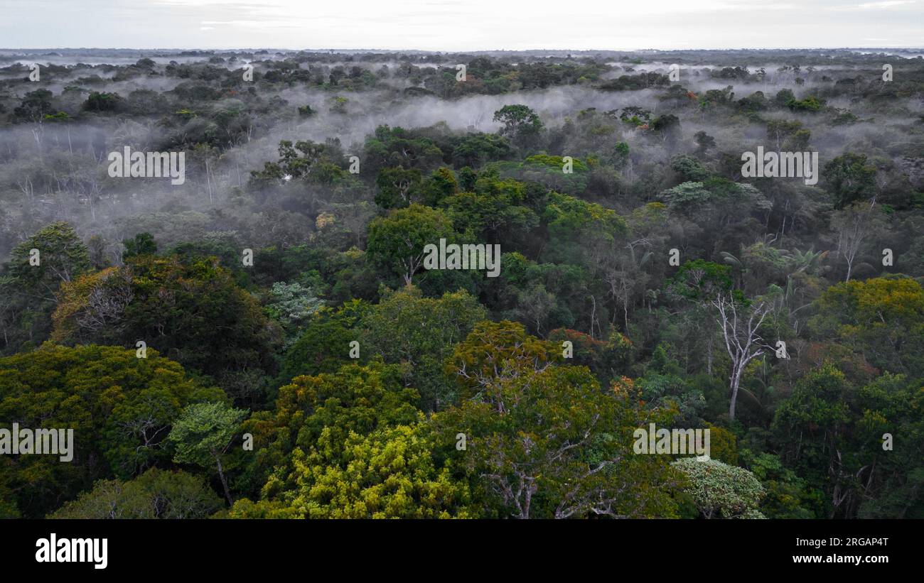 árboles gigantes hi-res stock photography and images - Alamy