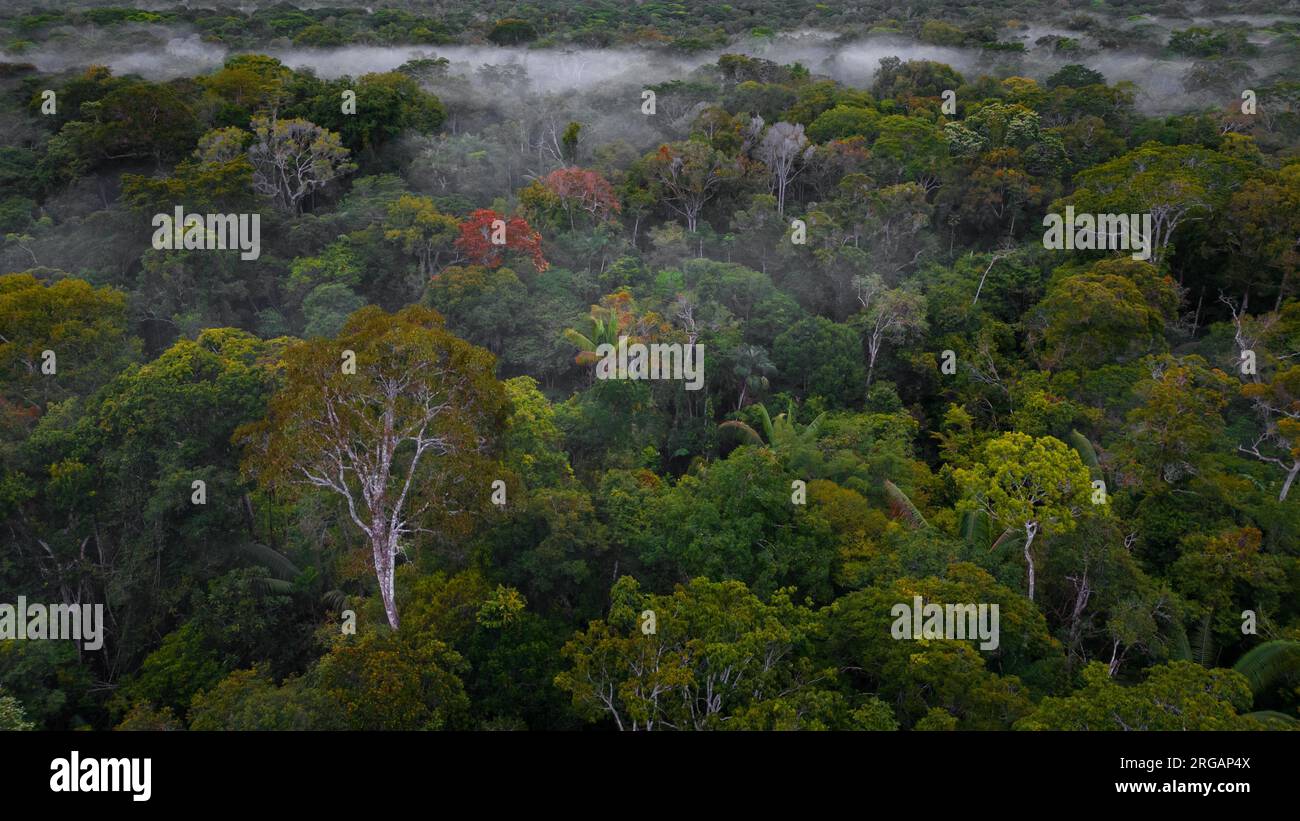 árboles gigantes hi-res stock photography and images - Alamy