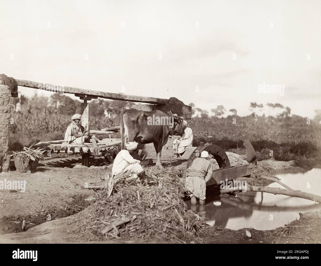 Vintage 19th century photograph: Egypt c.1880's - farmers and an ox ...