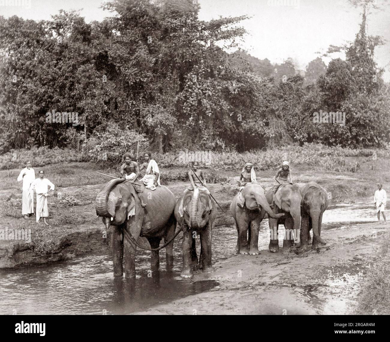 Group of working elephants and mahouts, India or Ceylon (Sri Lanka) c ...