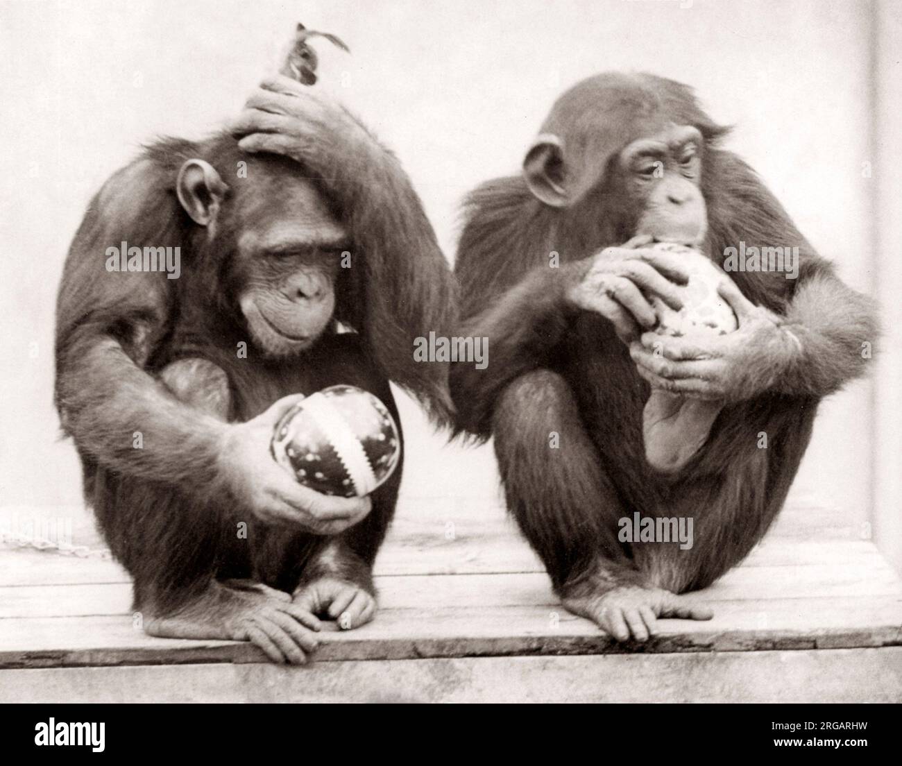 Whipsnade zoo 1930s hi-res stock photography and images - Alamy