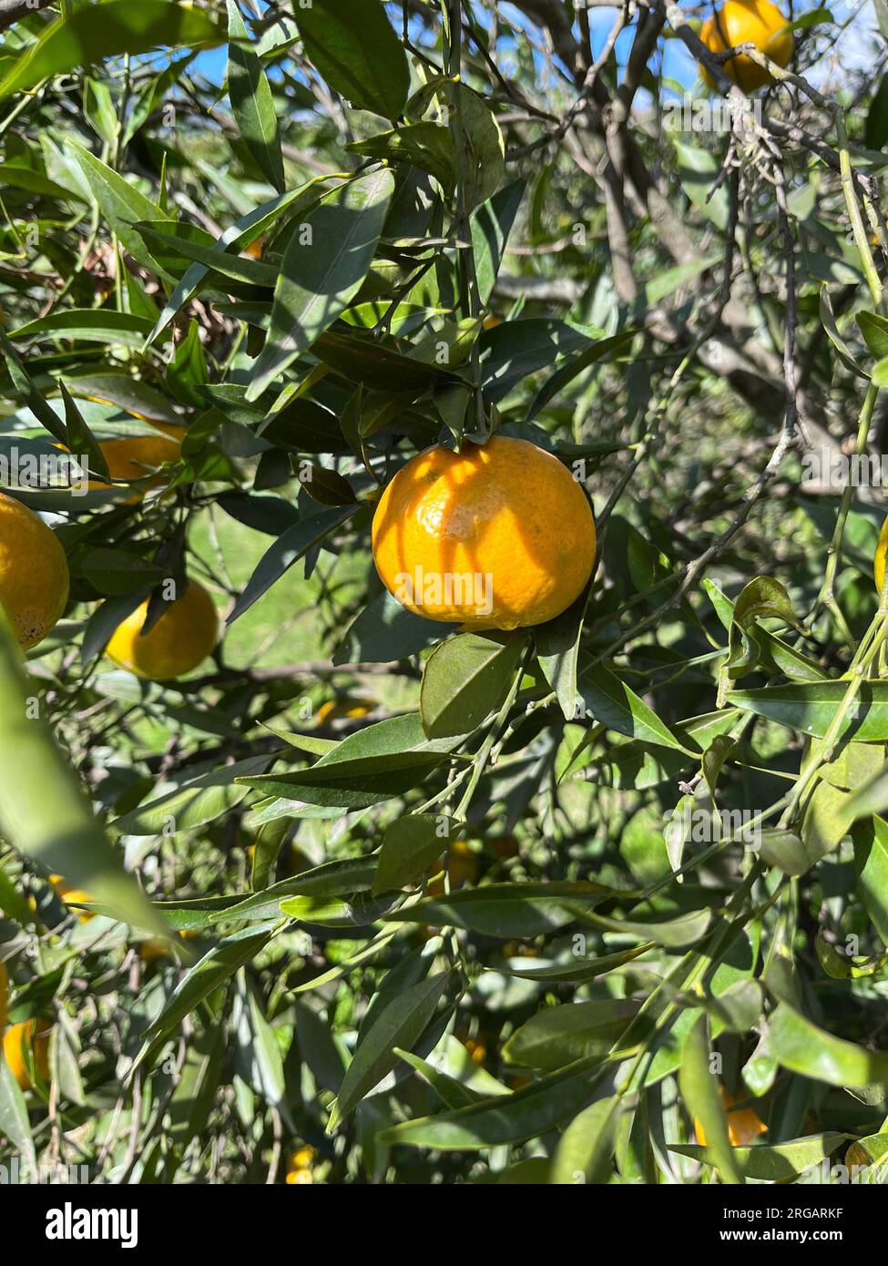 Oranges on the branches of a tree. Citric fruits Stock Photo - Alamy