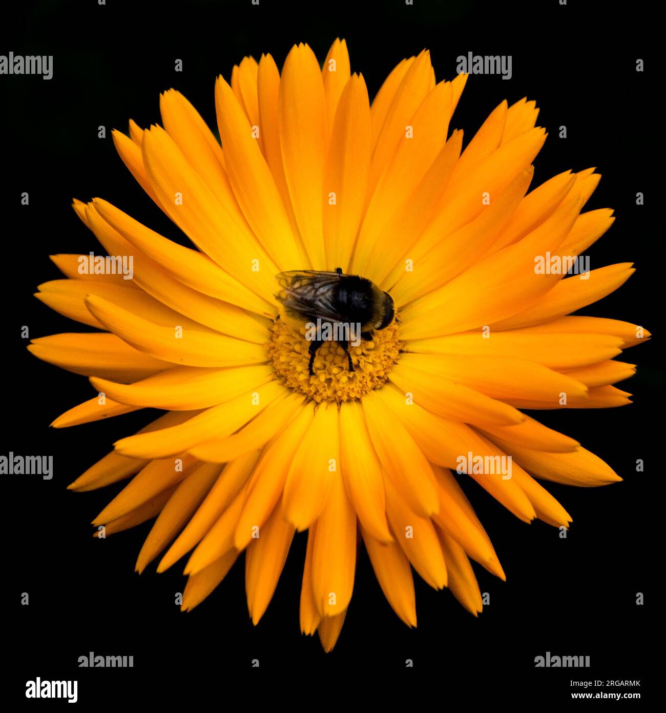 Orange marigold flower with bee sucking nectar Stock Photo - Alamy