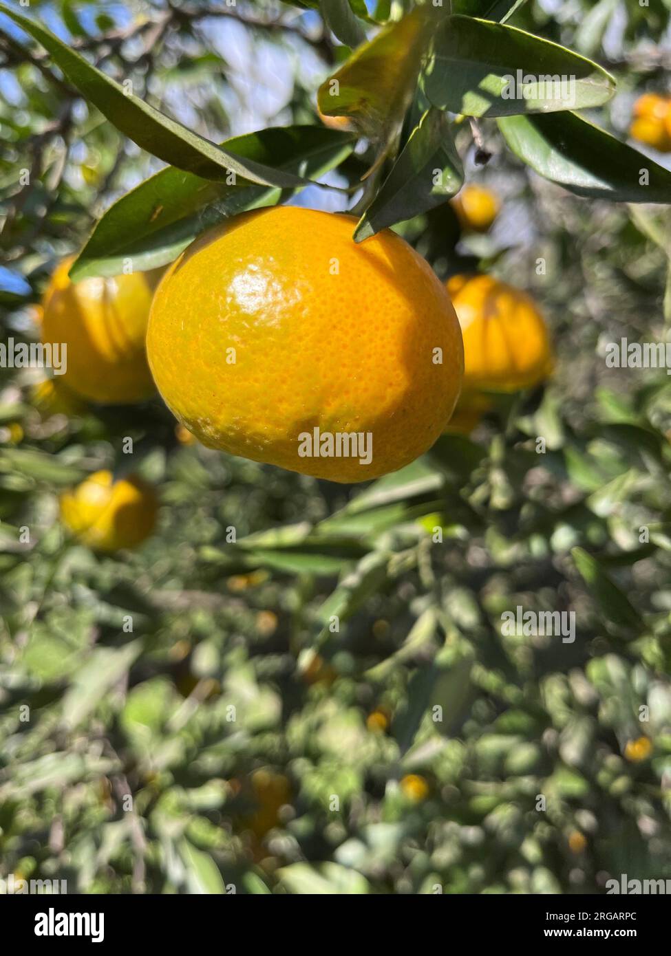 Oranges on the branches of a tree. Citric fruits Stock Photo - Alamy