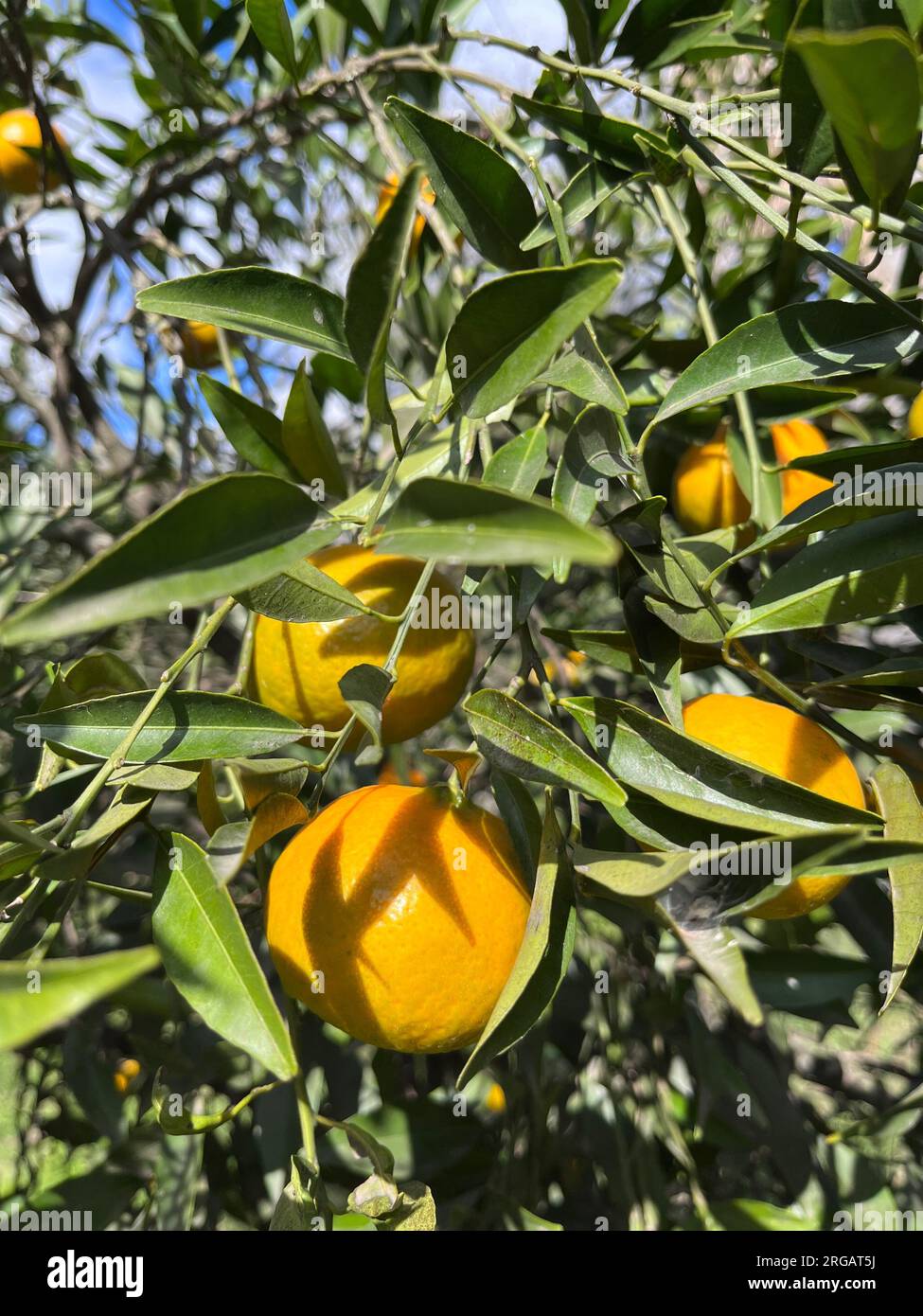 Oranges on the branches of a tree. Citric fruits Stock Photo - Alamy