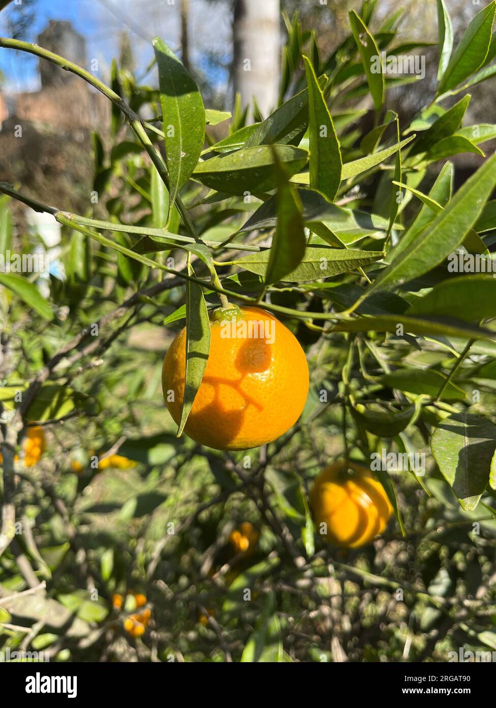 Citric fruits hi-res stock photography and images - Alamy
