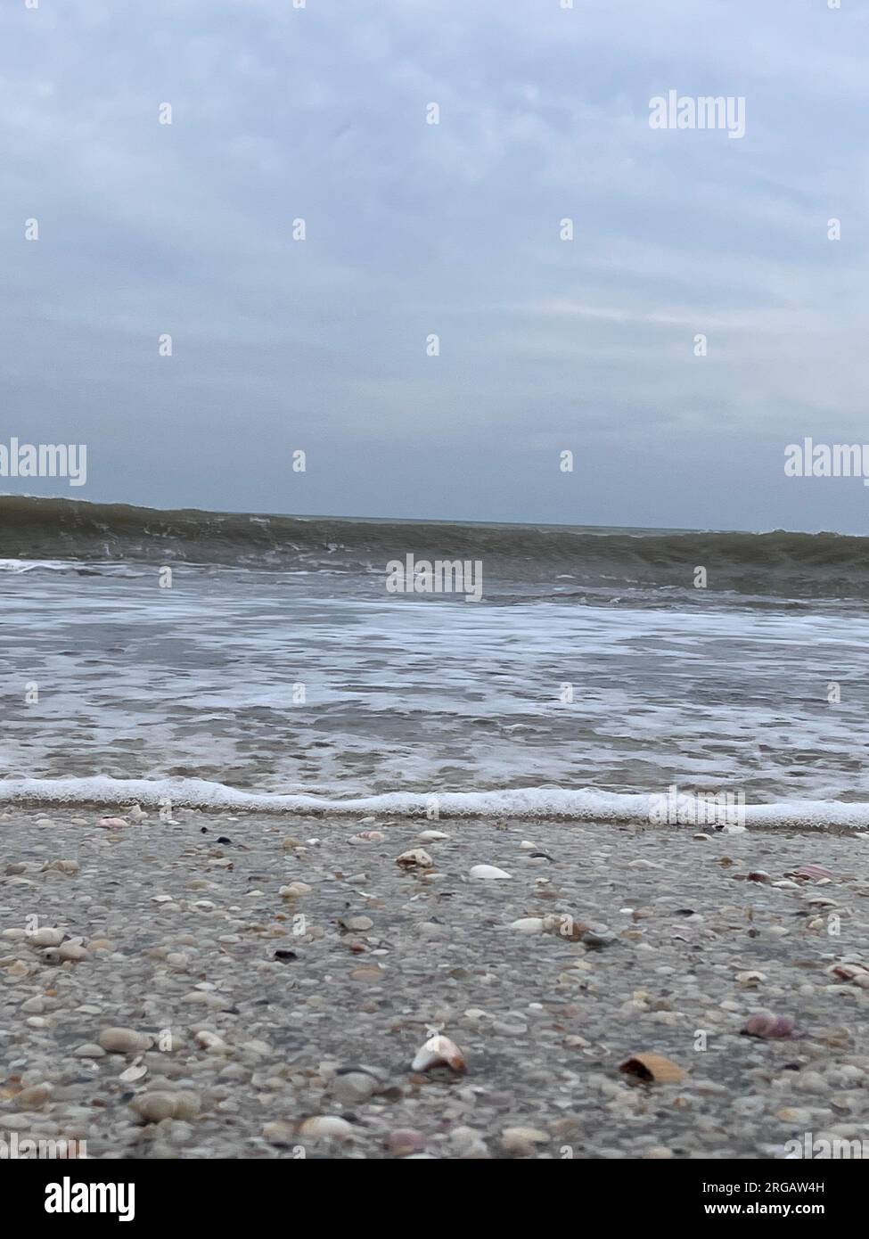 Sea shell on the seashore. Villa Gesell. Argentina Stock Photo - Alamy