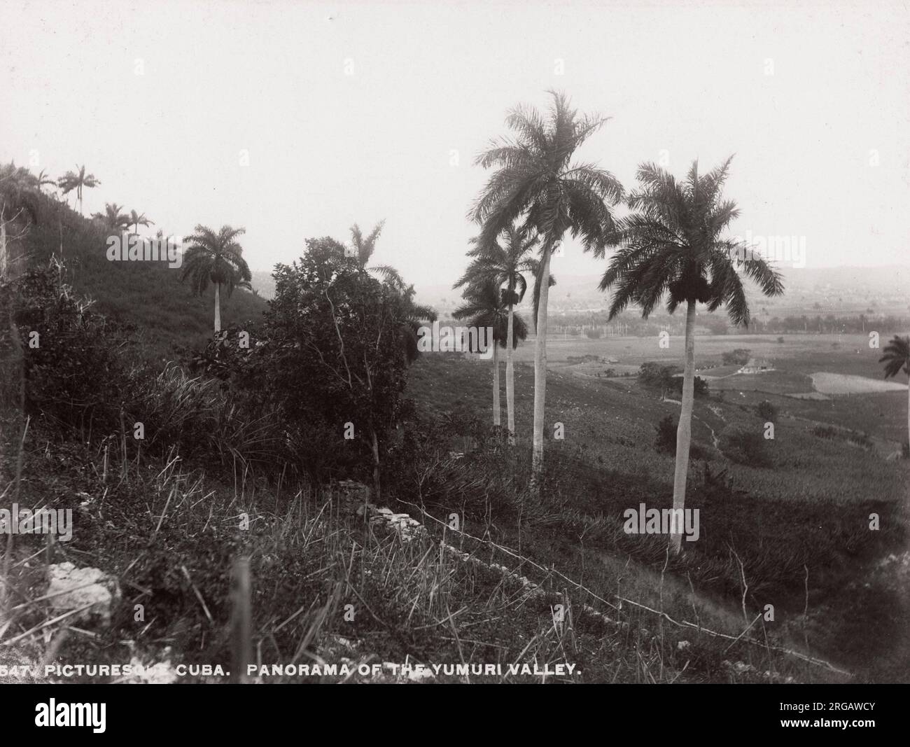 c.1900 photograph - Cuba: panorama of the Yumuru Valley Stock Photo - Alamy