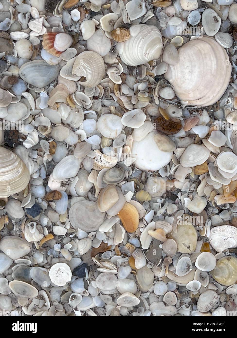 Sea shell on the seashore. Villa Gesell. Argentina Stock Photo - Alamy