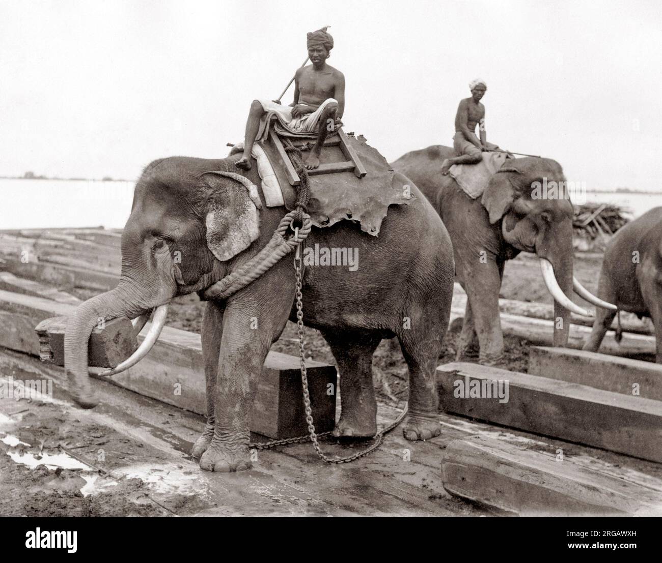 Elephant of india archival hi-res stock photography and images - Alamy