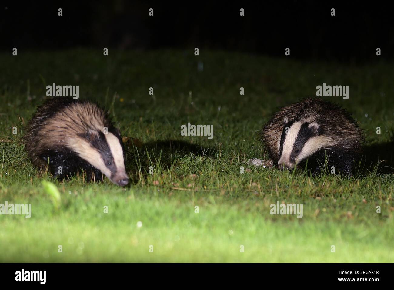 Pair of badger cubs feeding hi-res stock photography and images - Alamy