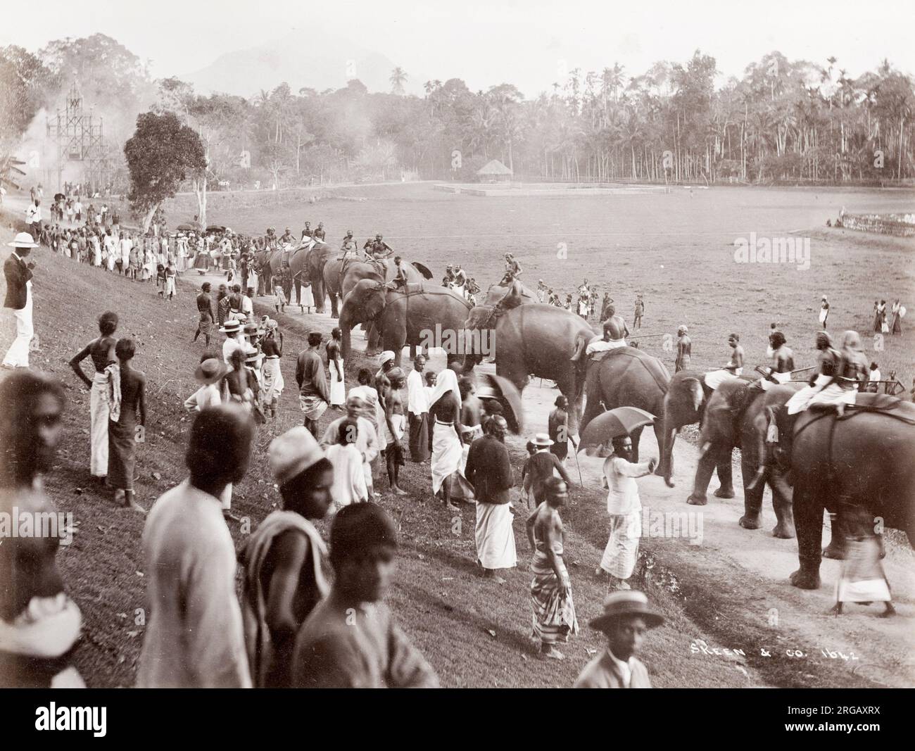 Vintage late 19th century photograph: Group of elephants on parade ...