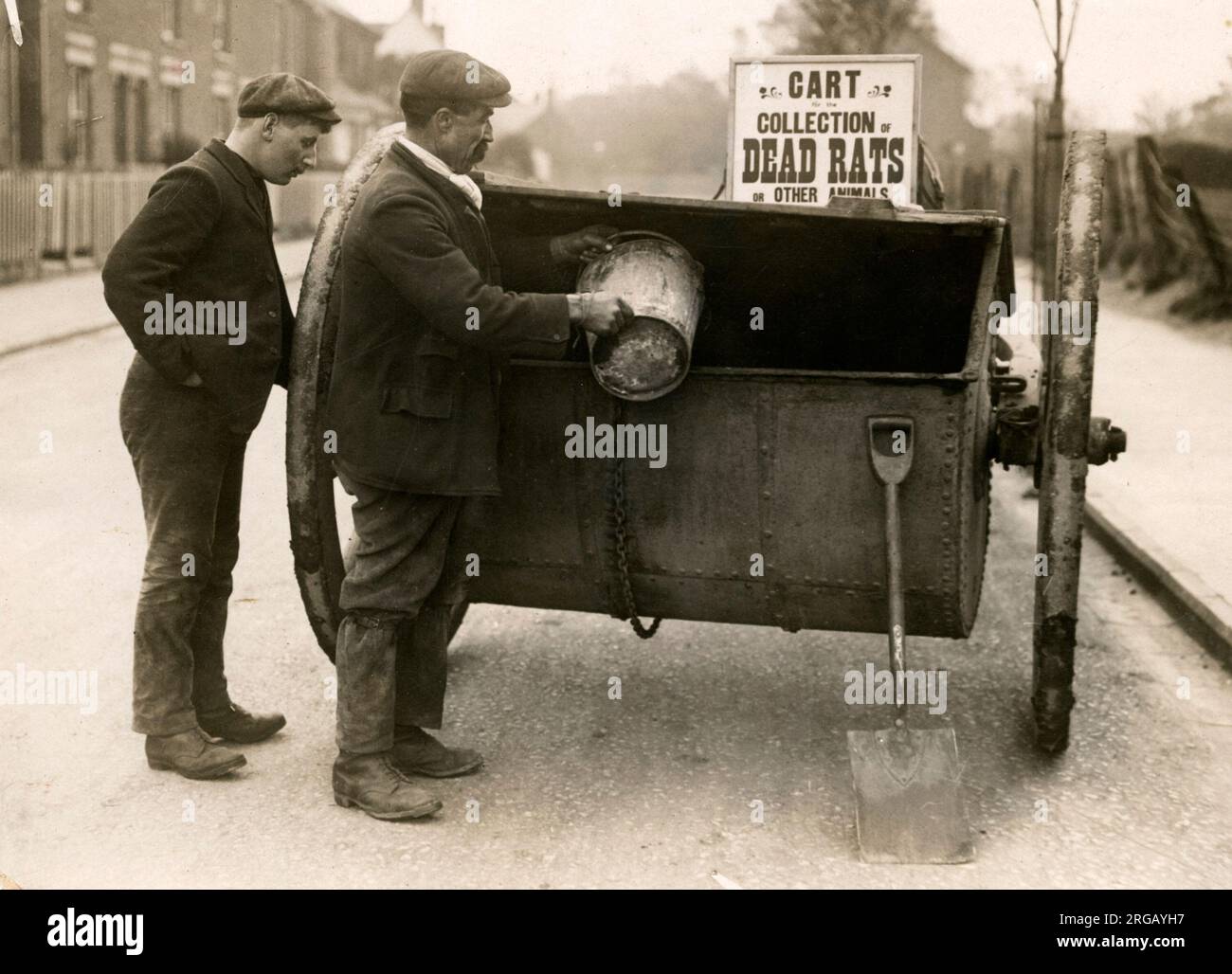 Early 20th century vintage press photograph - rat catchers at work with ...