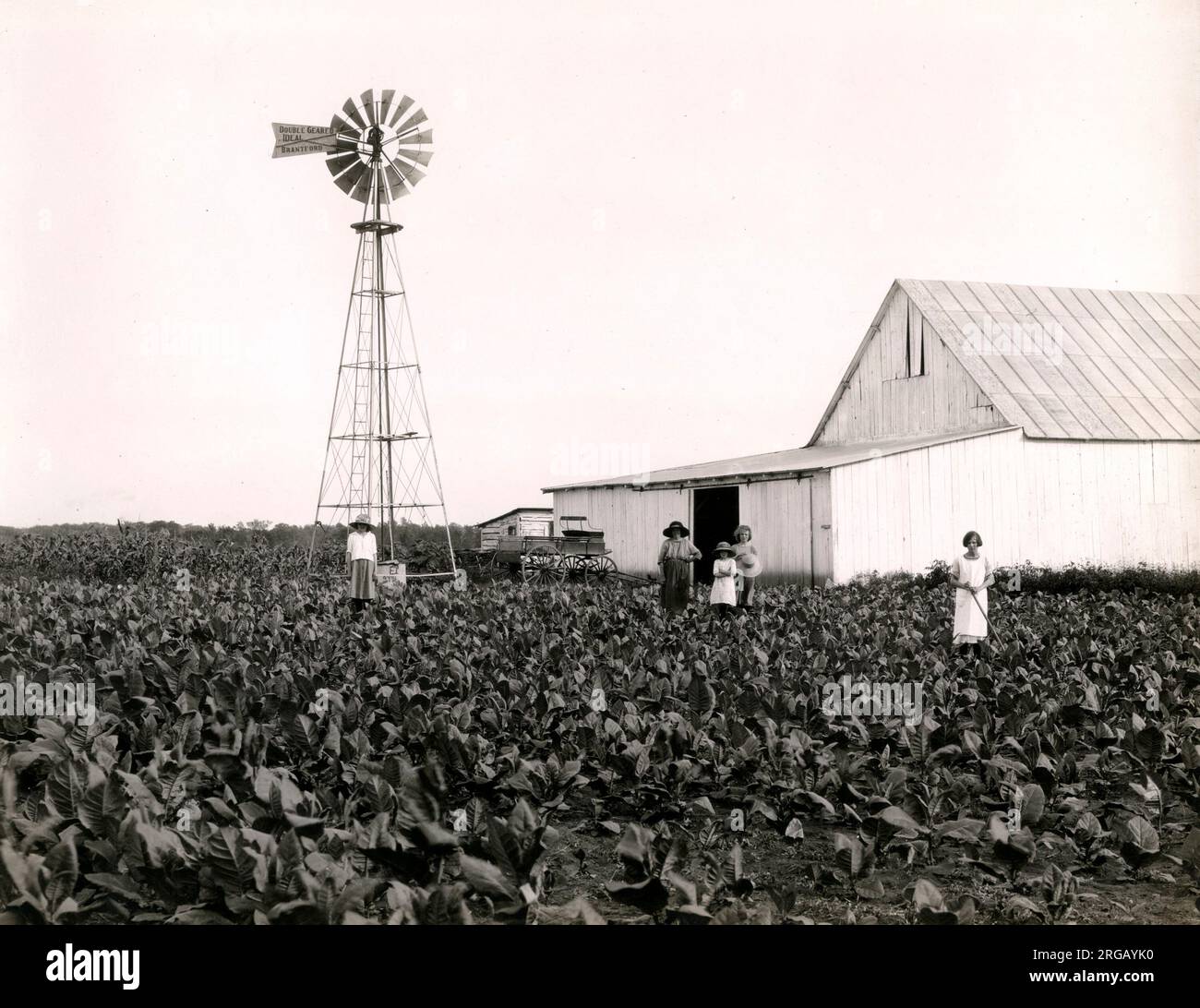 Early 20th century vintage press photograph - windmill and field of ...