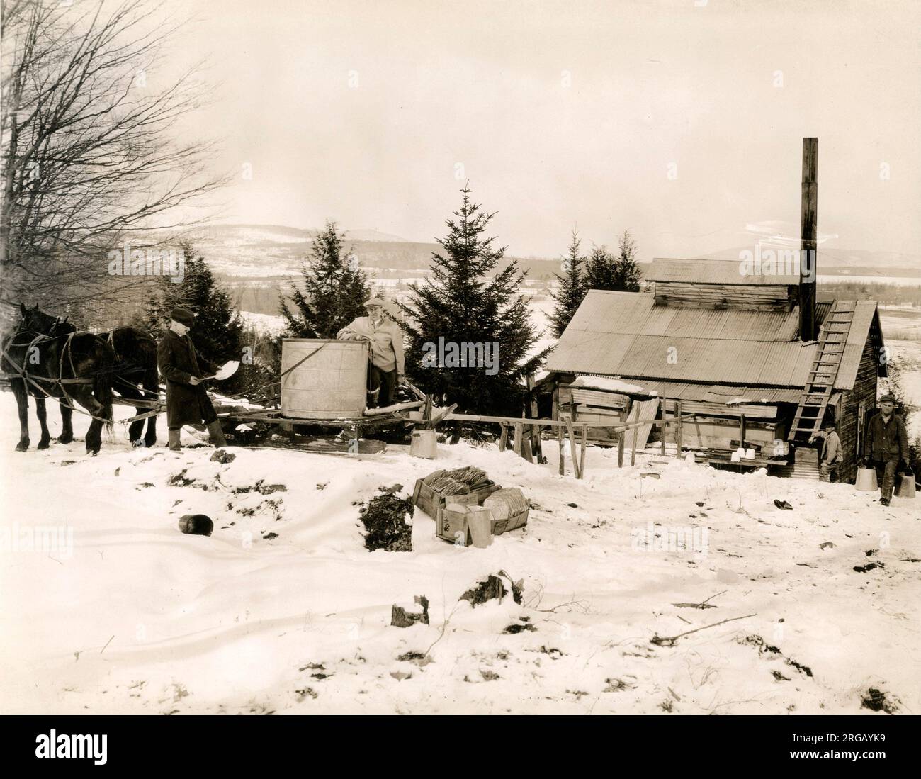 Early 20th century vintage press photograph - making maple syrup on a ...