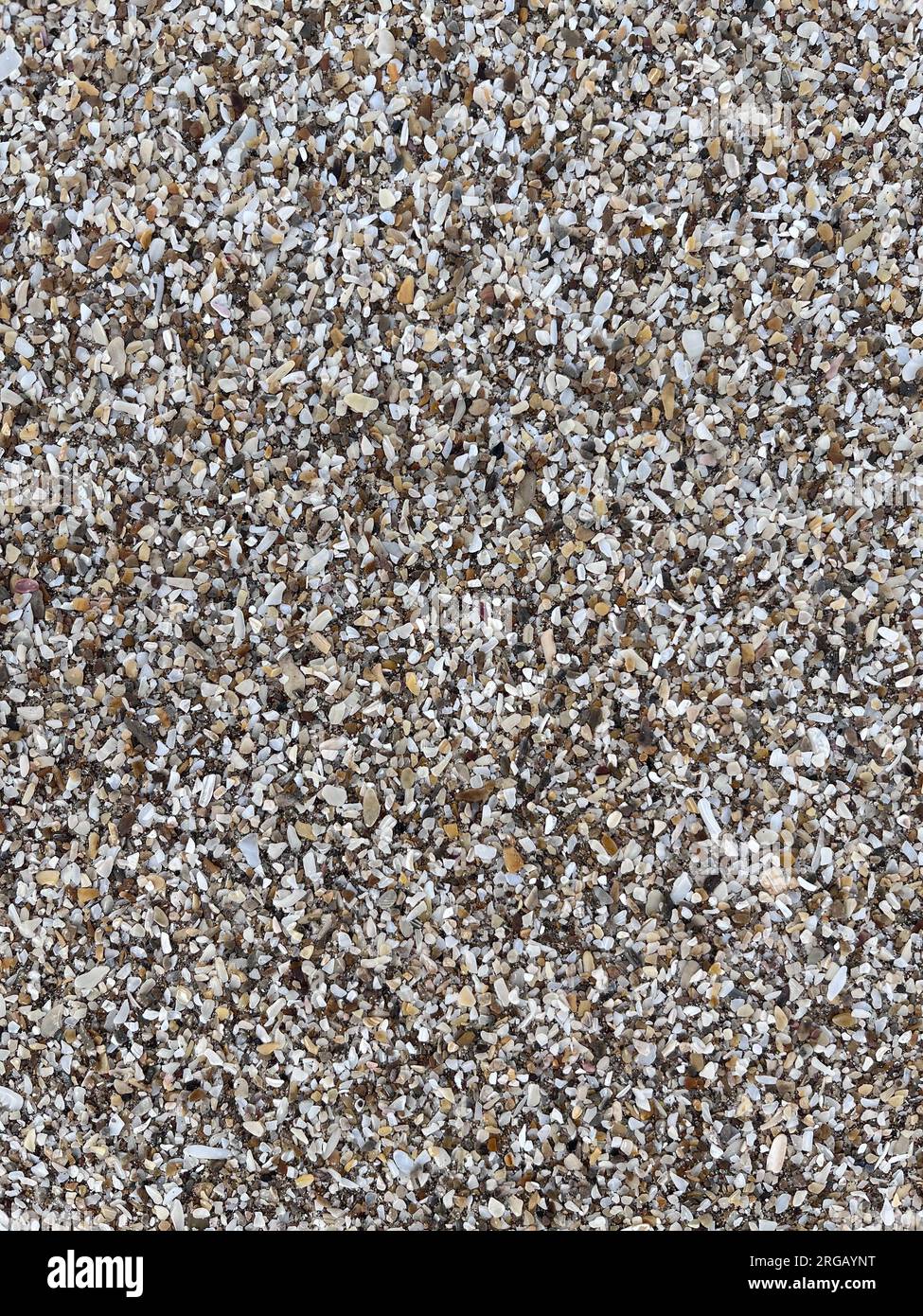 Sea shell on the seashore. Villa Gesell. Argentina Stock Photo - Alamy