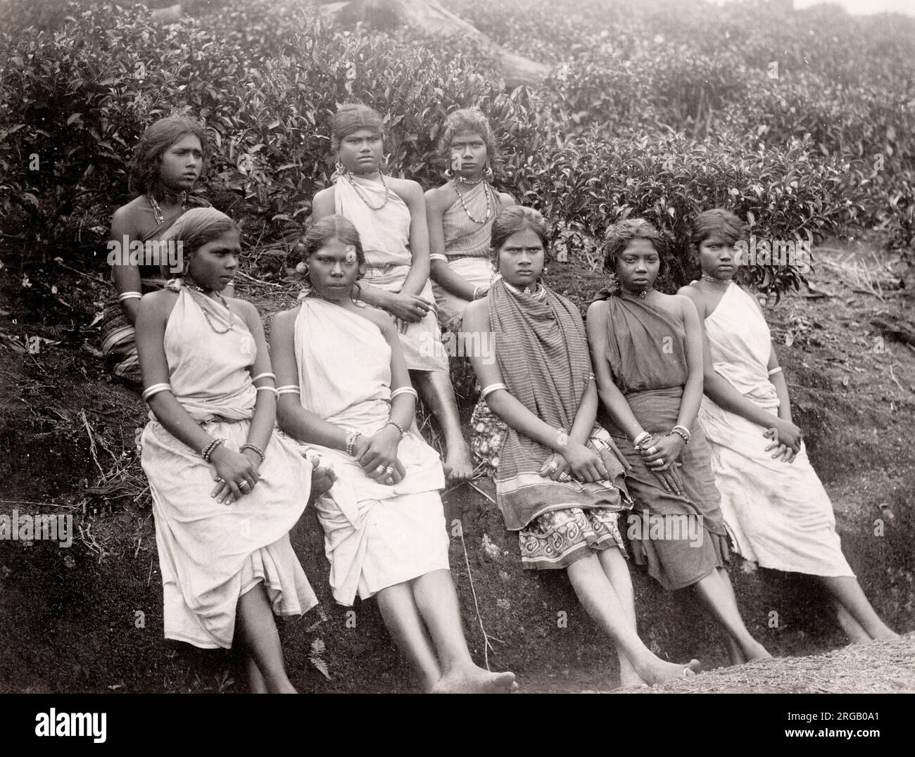 Vintage 19th century photograph: tea plantation workers, Ceylon, Sri ...