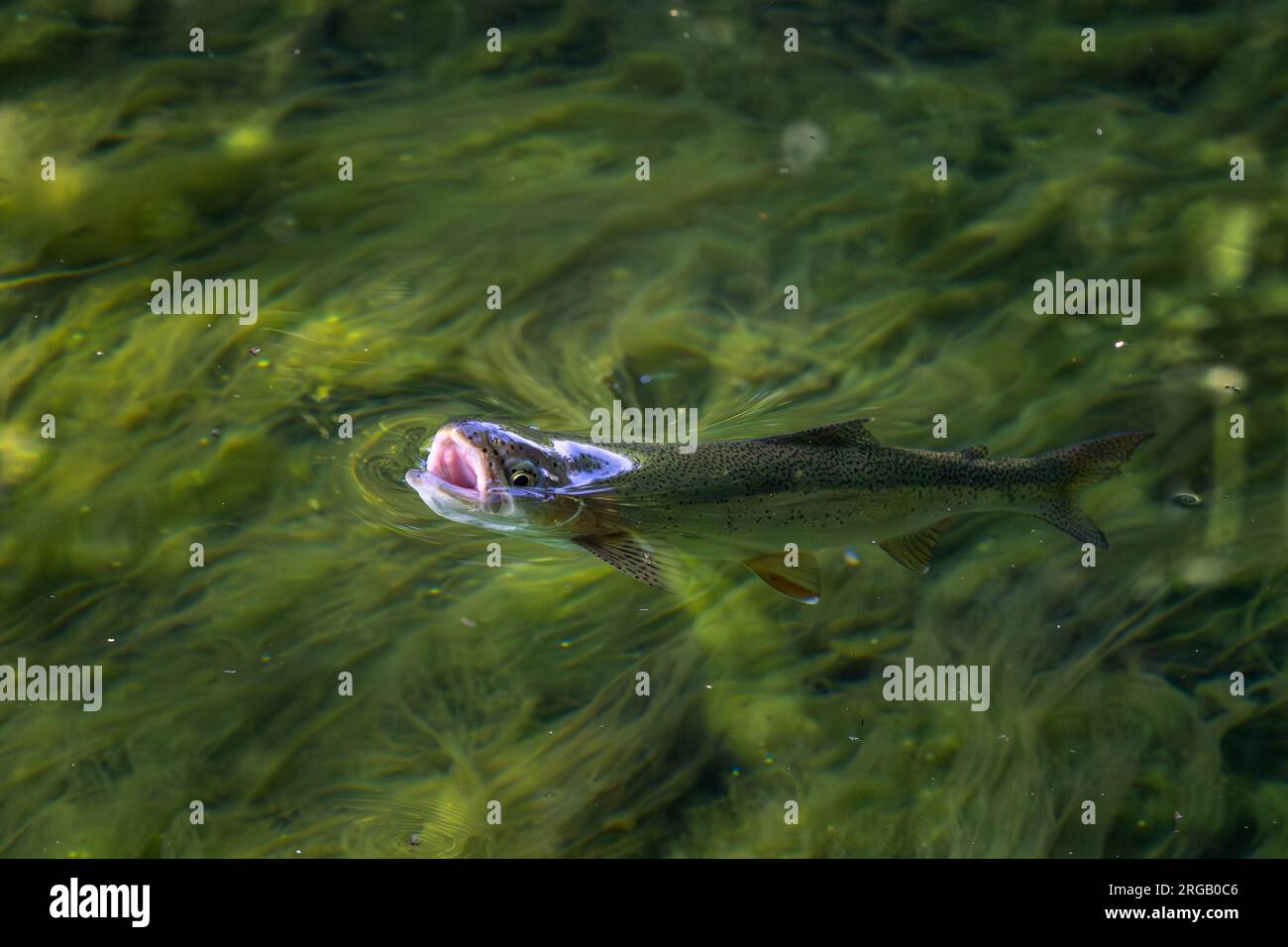 Brown trout - Salmo trutta, beautiful colored popular river fish from ...