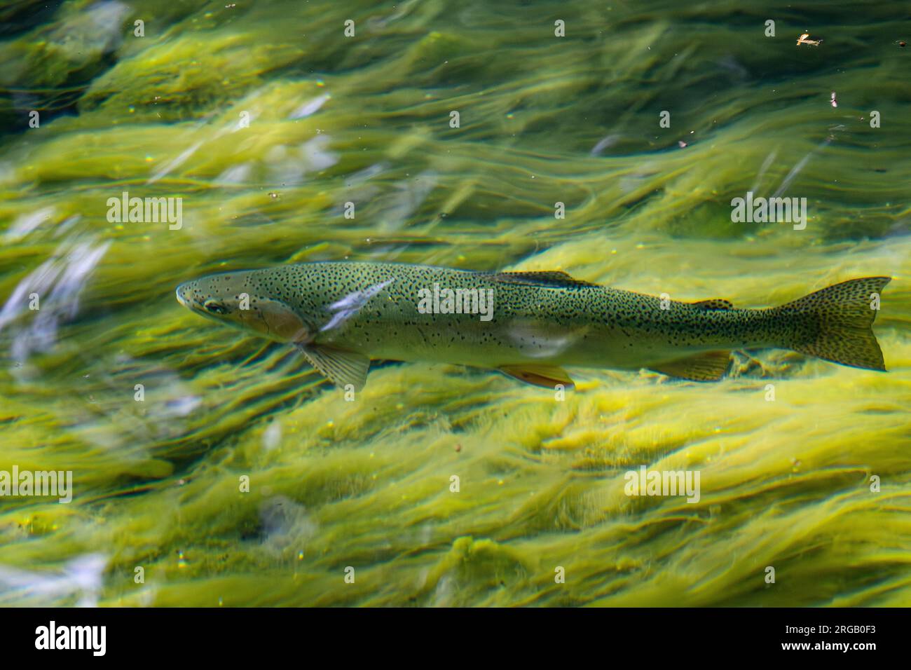 Brown trout - Salmo trutta, beautiful colored popular river fish from ...