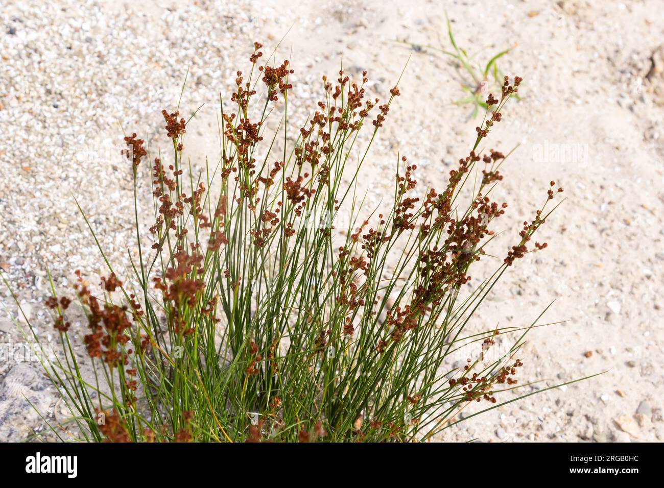 Common Soft Rush Juncus effusus is a perennial herbaceous flowering ...