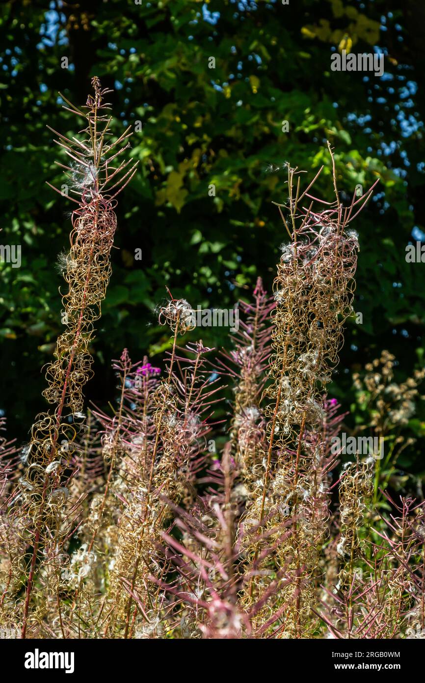 Weed with white fluff hi-res stock photography and images - Alamy