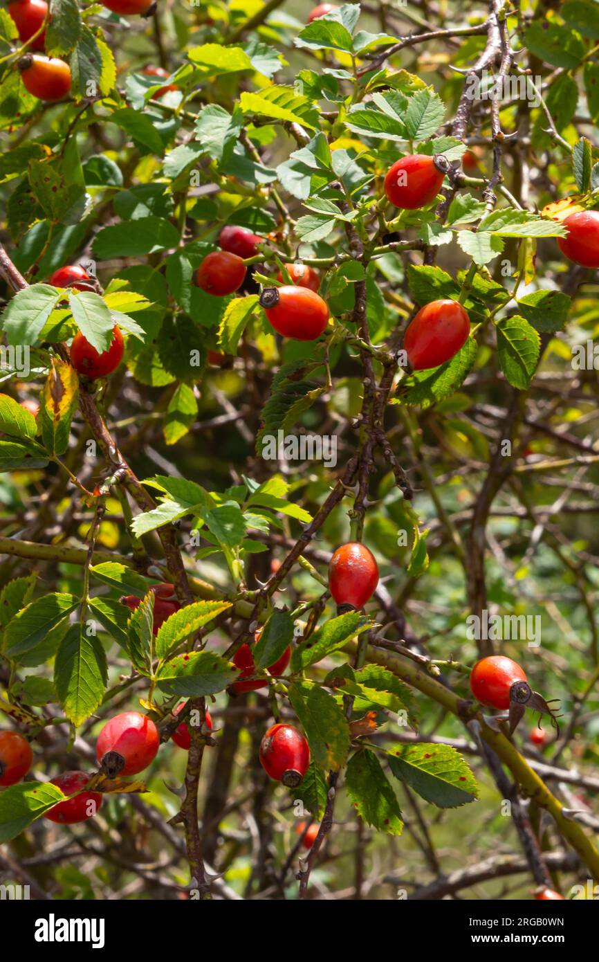 Rosa canina is a perennial plant of the rose family, a tall bush with ...