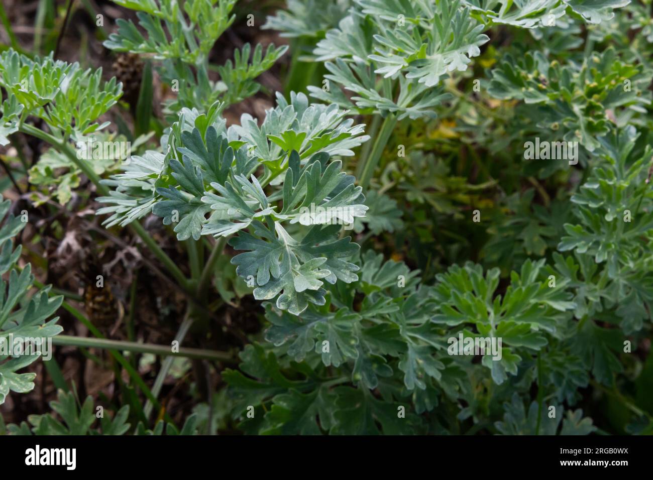 Artemisia absinthium is a perennial plant of the aster family ...