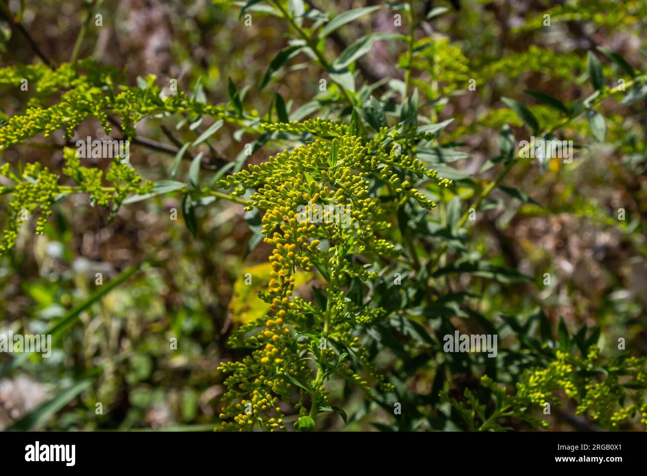 Yellow panicles of Solidago flowers in August. Solidago canadensis ...