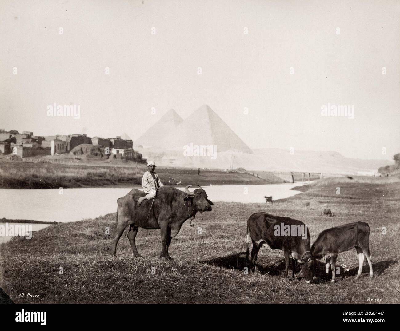 Vintage 19th century photograph: boy riding on ox with the pyramids at ...