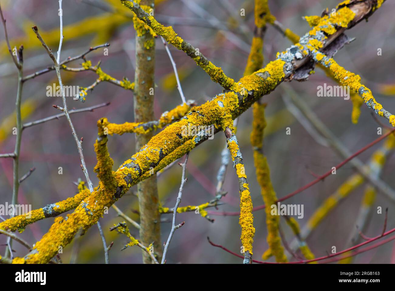 Xanthoria parietina common orange lichen, yellow scale, maritime ...