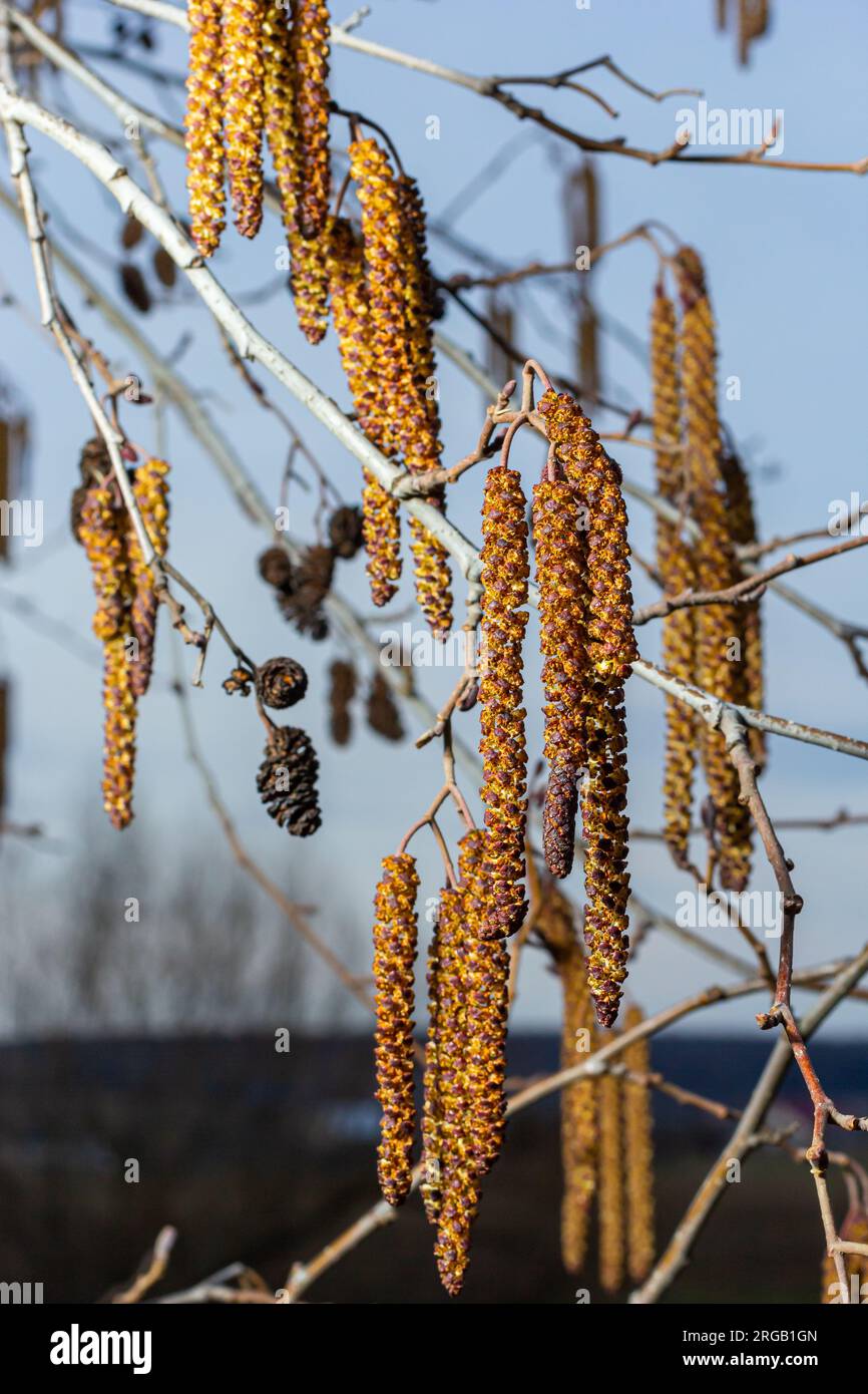 Small branch of black alder Alnus glutinosa with male catkins and ...