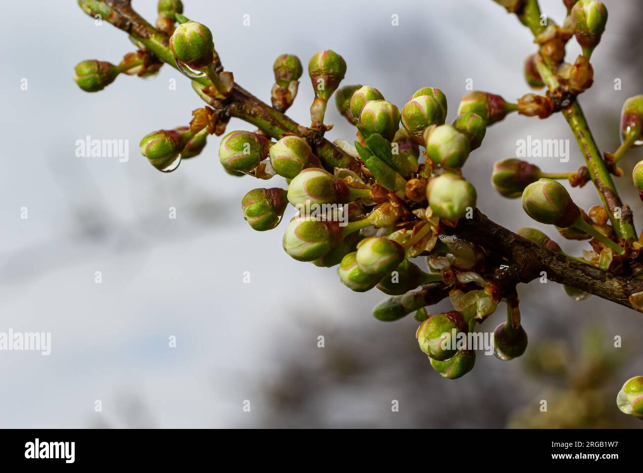 Wooden tree branches with new flower buds in the end with rain drops ...