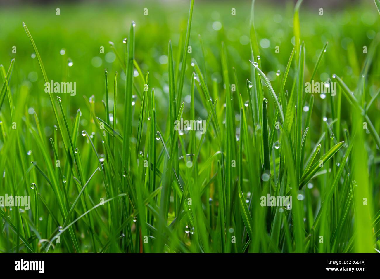 Condensation On Grass
